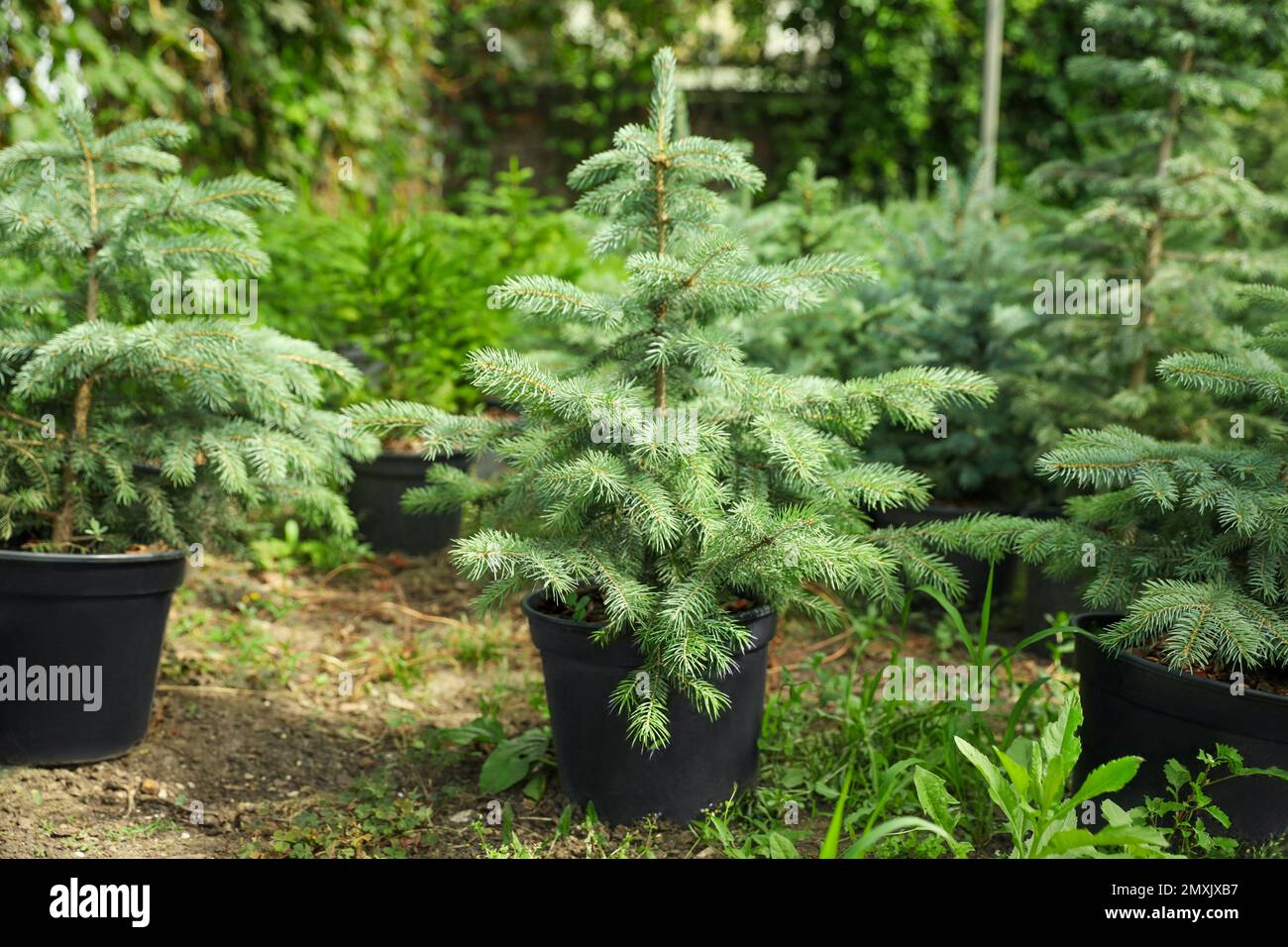 Blue spruce tree in greenhouse. Gardening and planting Stock Photo - Alamy