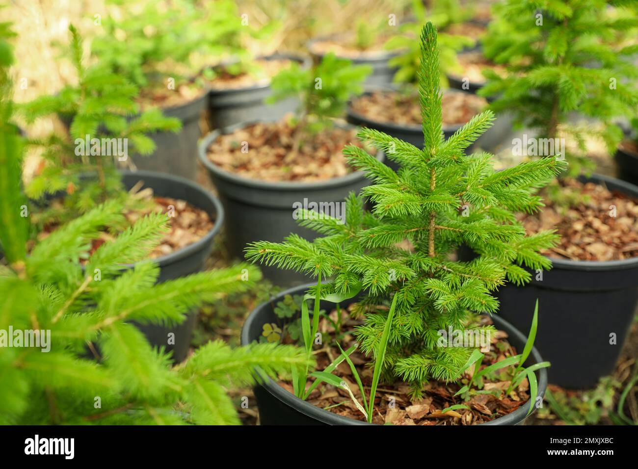 Fir trees in pots, closeup. Gardening and planting Stock Photo - Alamy