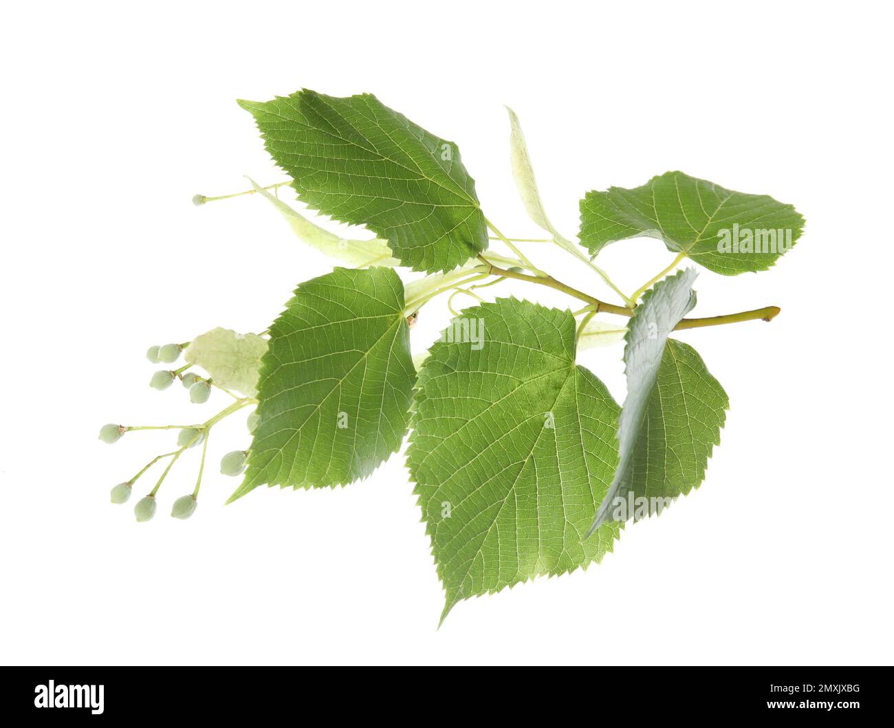 Branch of linden tree with young fresh green leaves and blossom ...