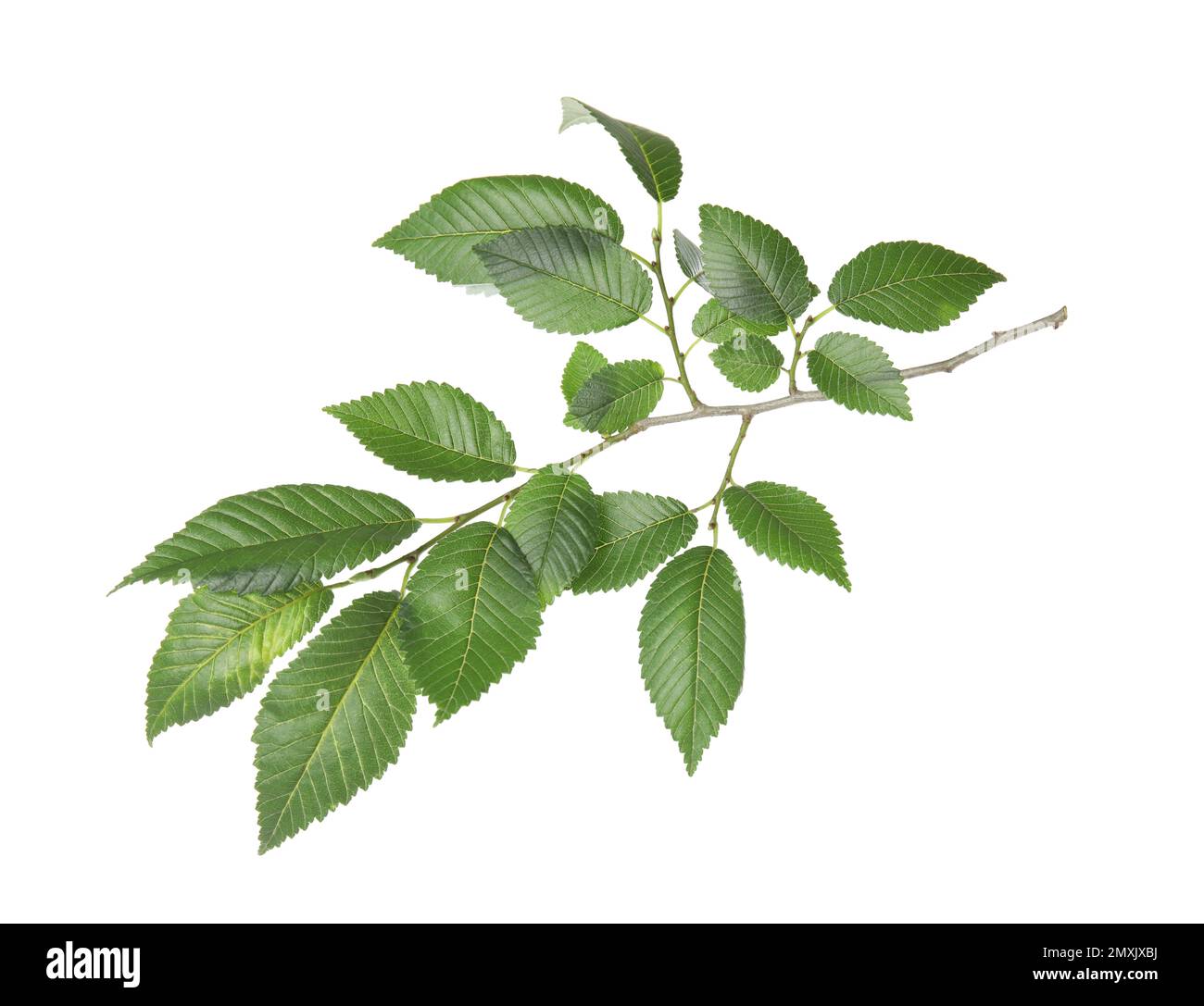Branch of elm tree with young fresh green leaves isolated on white ...