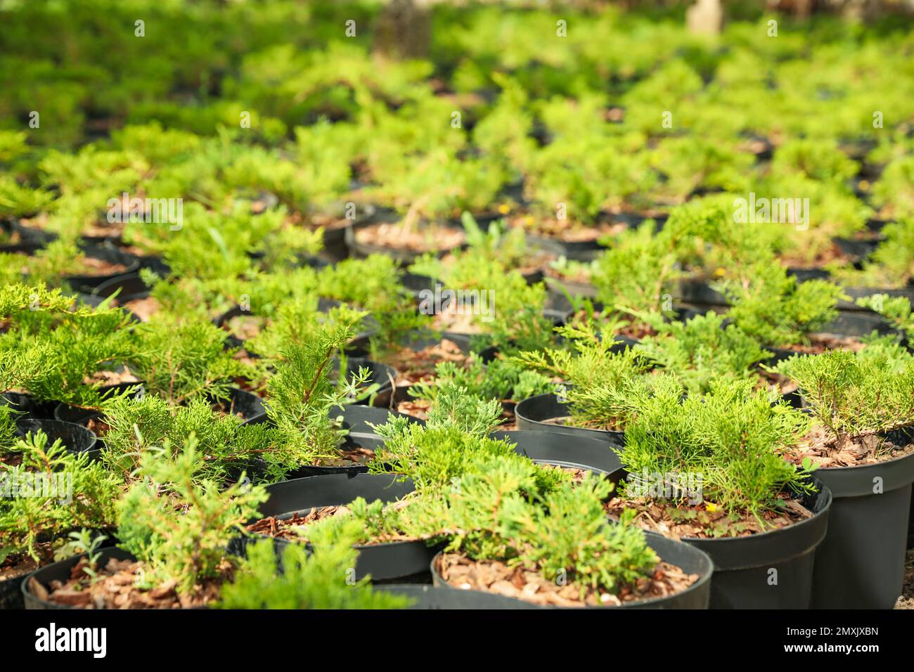 Thuja trees in pots, closeup. Planting and gardening Stock Photo - Alamy