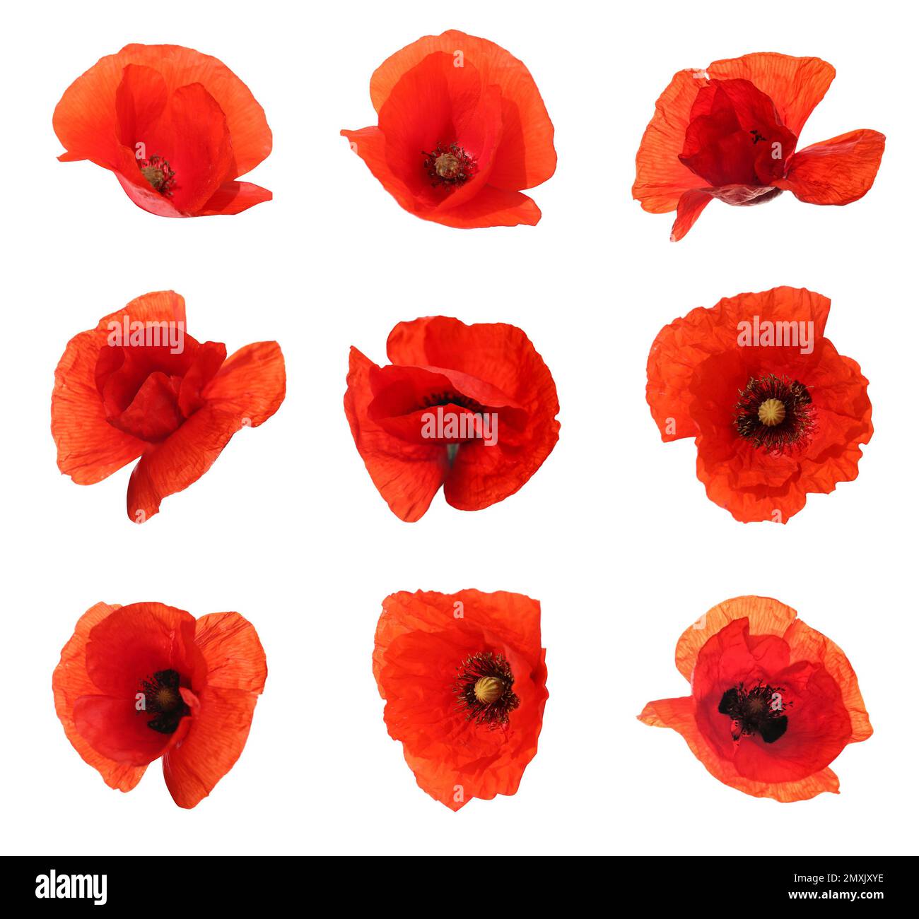 Set of beautiful red poppy flowers isolated on white, top view Stock ...