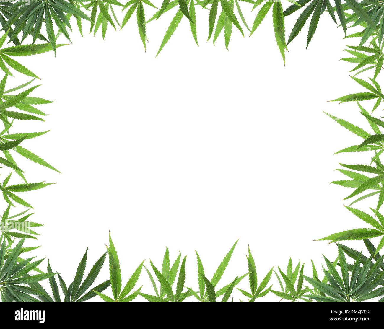 Frame of green hemp leaves on white background Stock Photo - Alamy