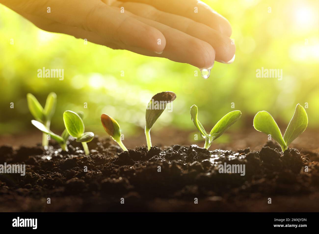 Woman pouring water on young vegetable plants grown from seeds in soil ...