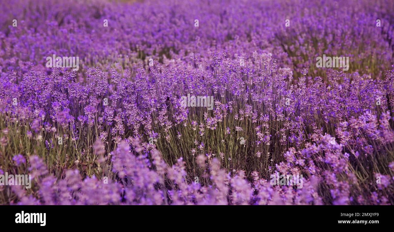 Field of fragrant lavender flowers, banner design Stock Photo - Alamy