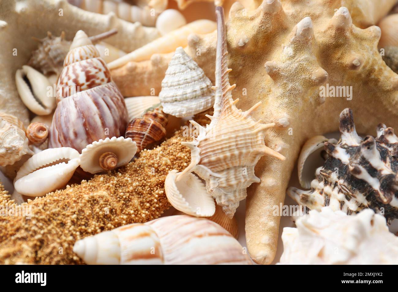 Starfishes and beautiful seashells as background, closeup view Stock ...