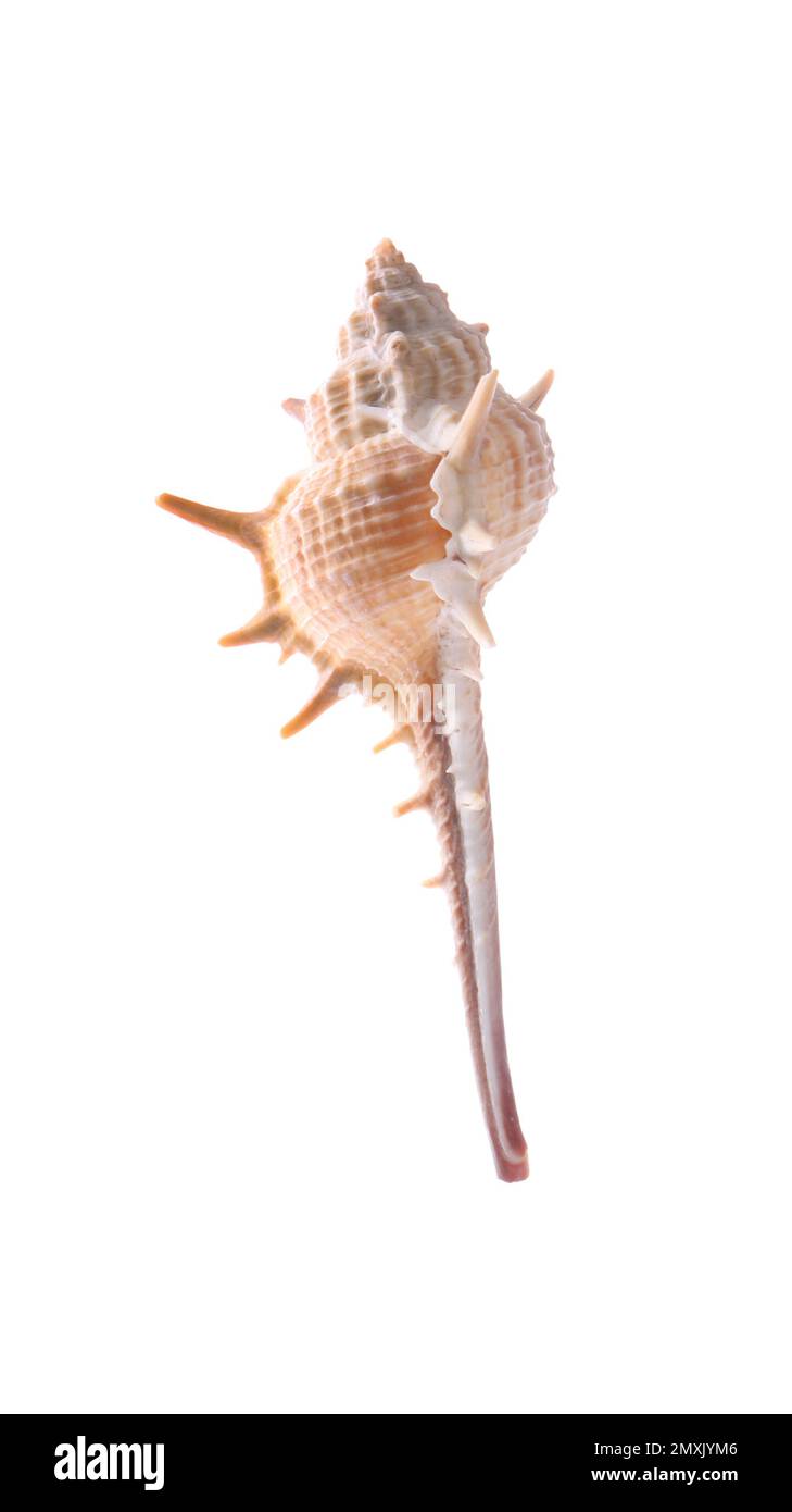 Beautiful exotic sea shell isolated on white Stock Photo - Alamy