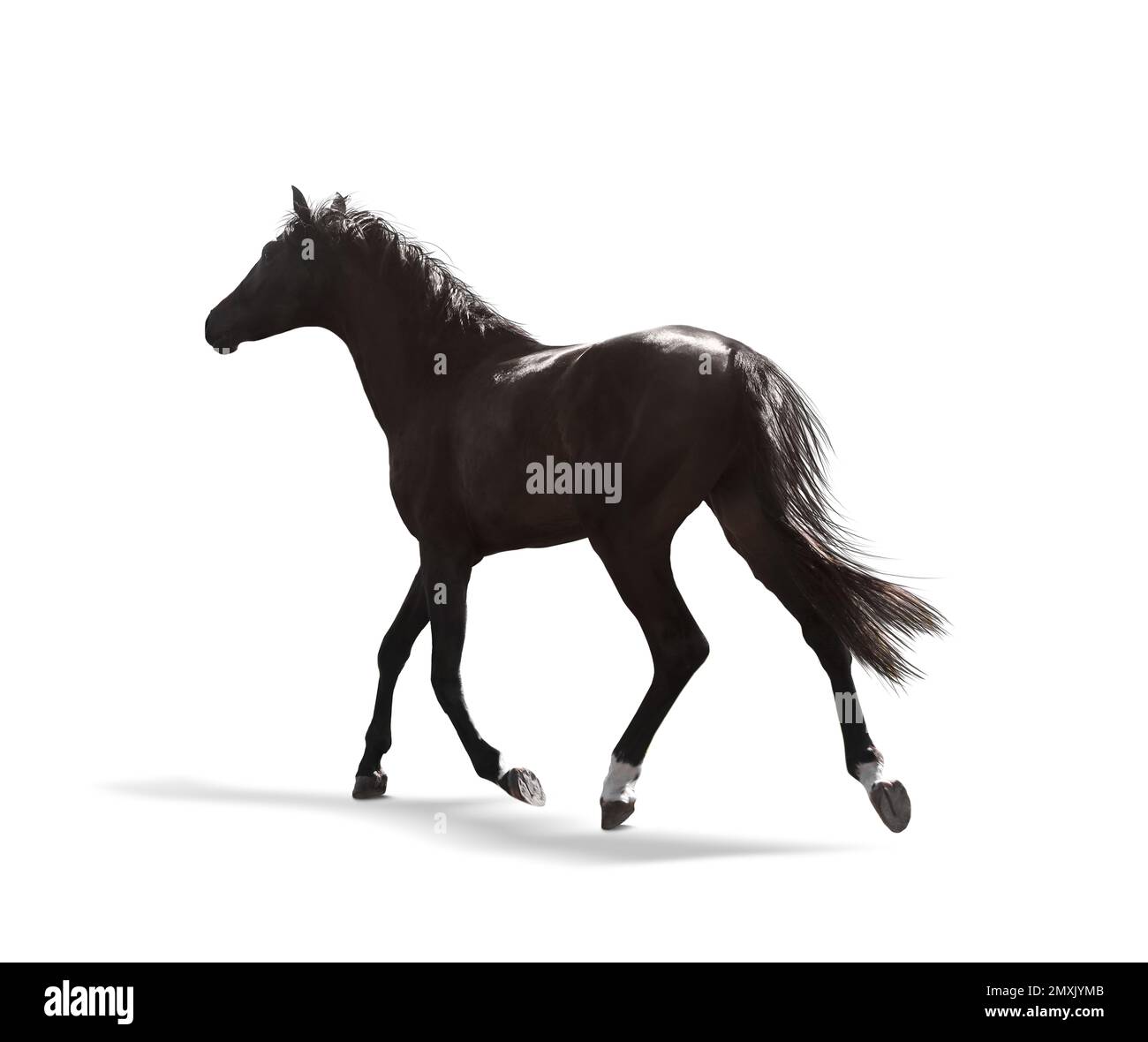 Beautiful Black Horses Running Wallpaper