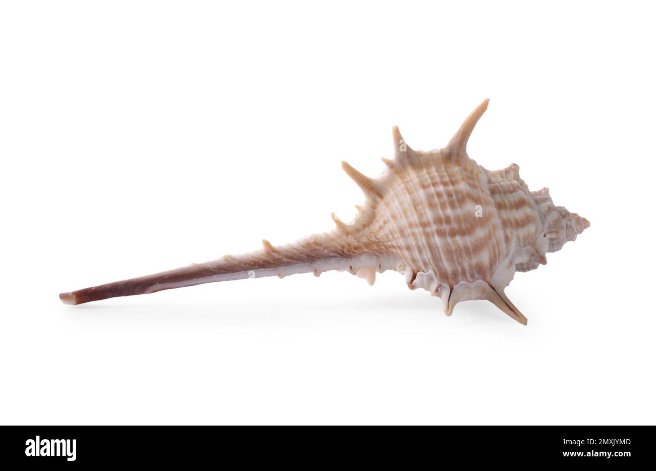 Beautiful exotic sea shell isolated on white Stock Photo - Alamy