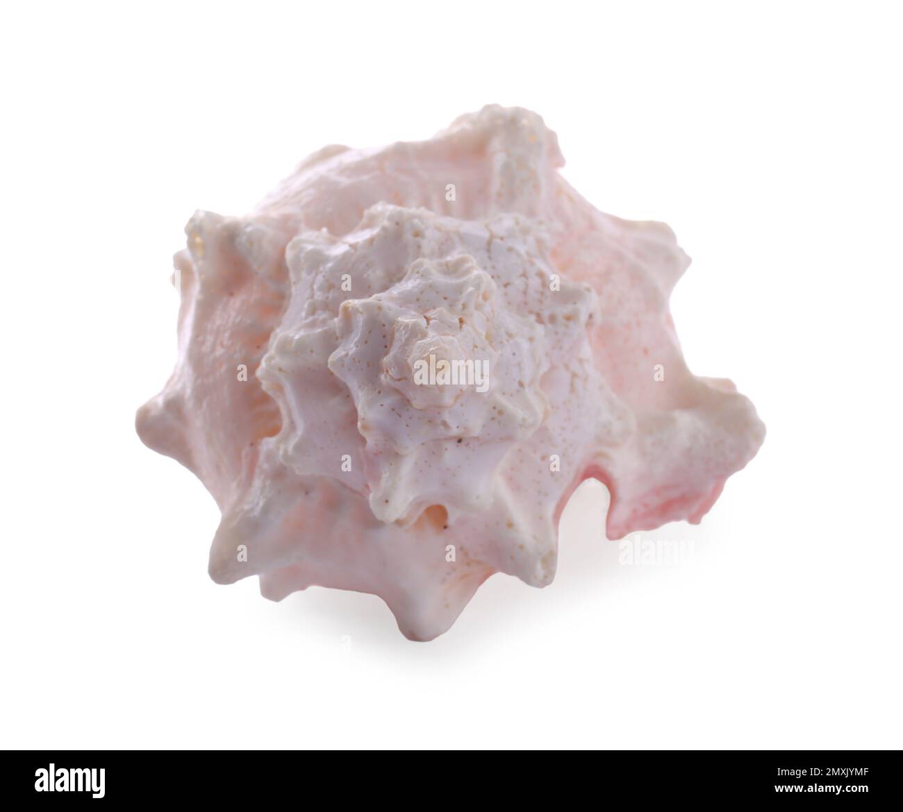 Beautiful pink sea shell isolated on white, top view Stock Photo - Alamy