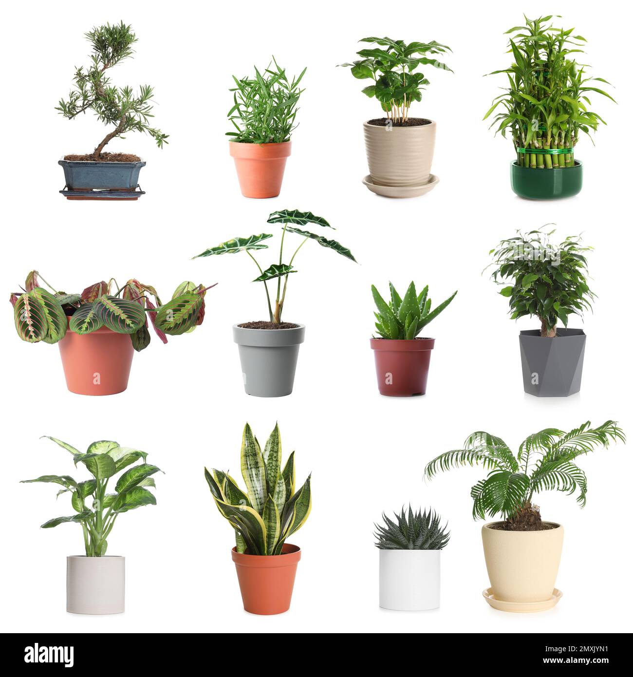 Set of different houseplants in flower pots on white background Stock ...