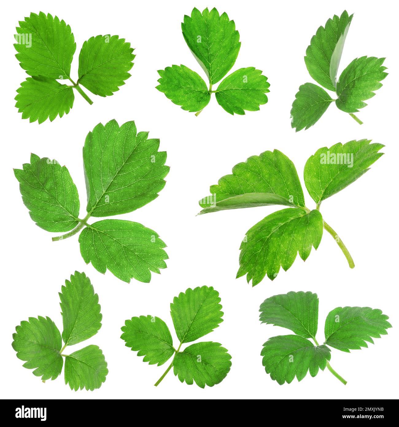 Set of green strawberry leaves on white background Stock Photo - Alamy
