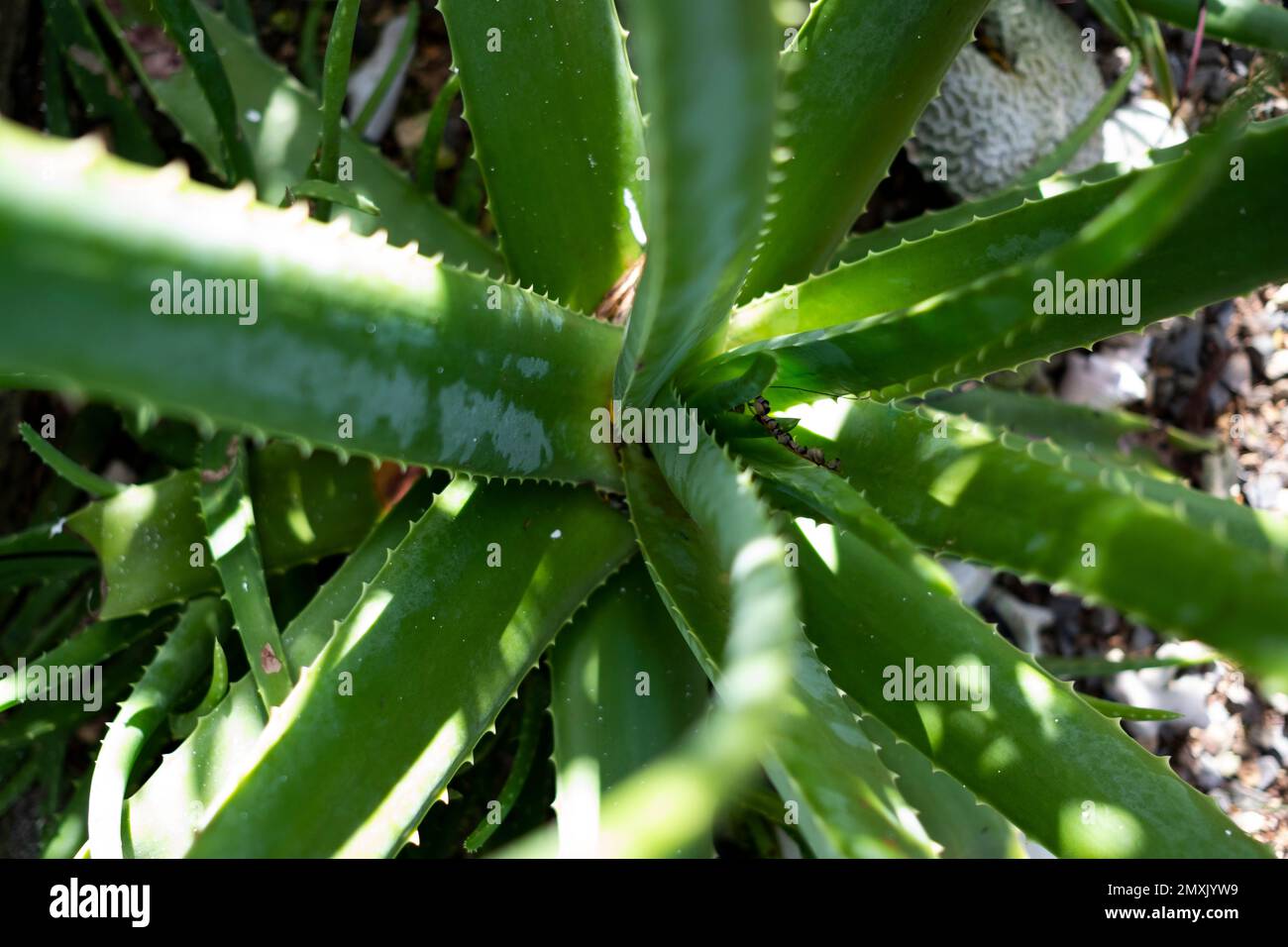 A top view closeup of a green aloe vera plant growing in a garden Stock ...