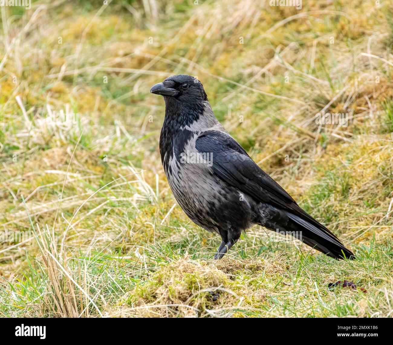 A beautiful Common raven (Corvus corax) resting on the grass during the ...