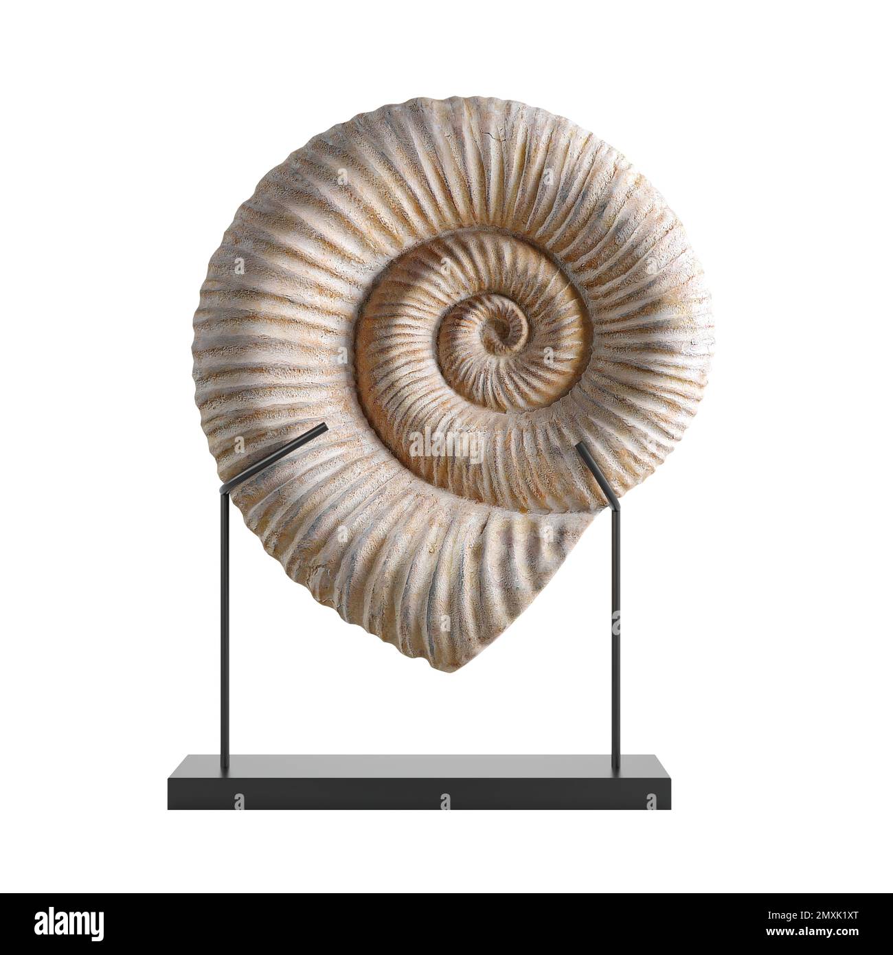 A decorative antique sea shell isolated on white Stock Photo - Alamy