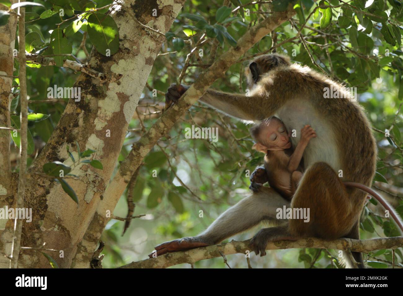 Monkeys and Grey Languor's in the forest. Sri Lanka Stock Photo - Alamy