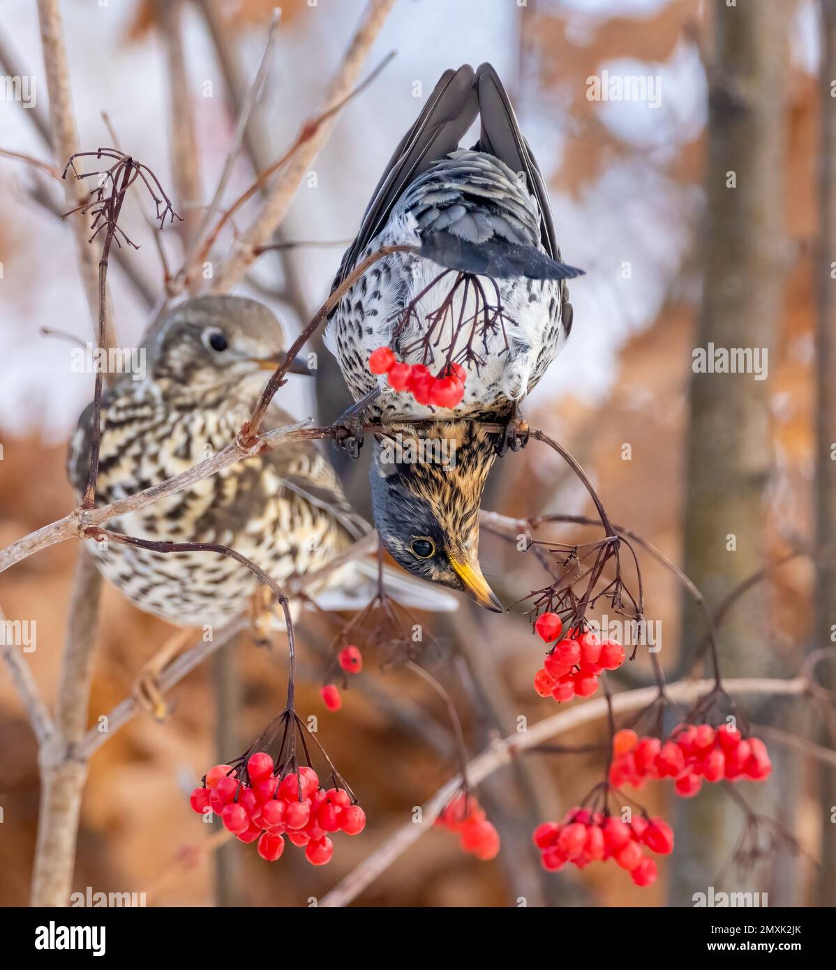 A shallow focus shot of a Fieldfare bird perched on a stem while eating ...