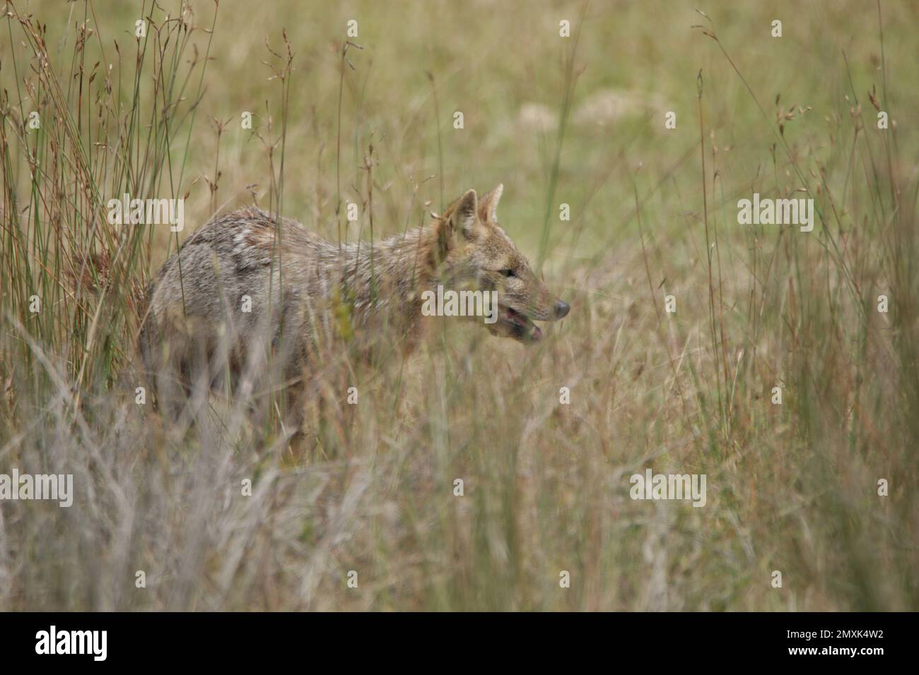 Sri Lankan Golden Jackal in the Wild, Visit Sri Lanka Stock Photo - Alamy Sri Lankan Golden Jackal in the Wild, Visit Sri Lanka Stock Photo - Alamy