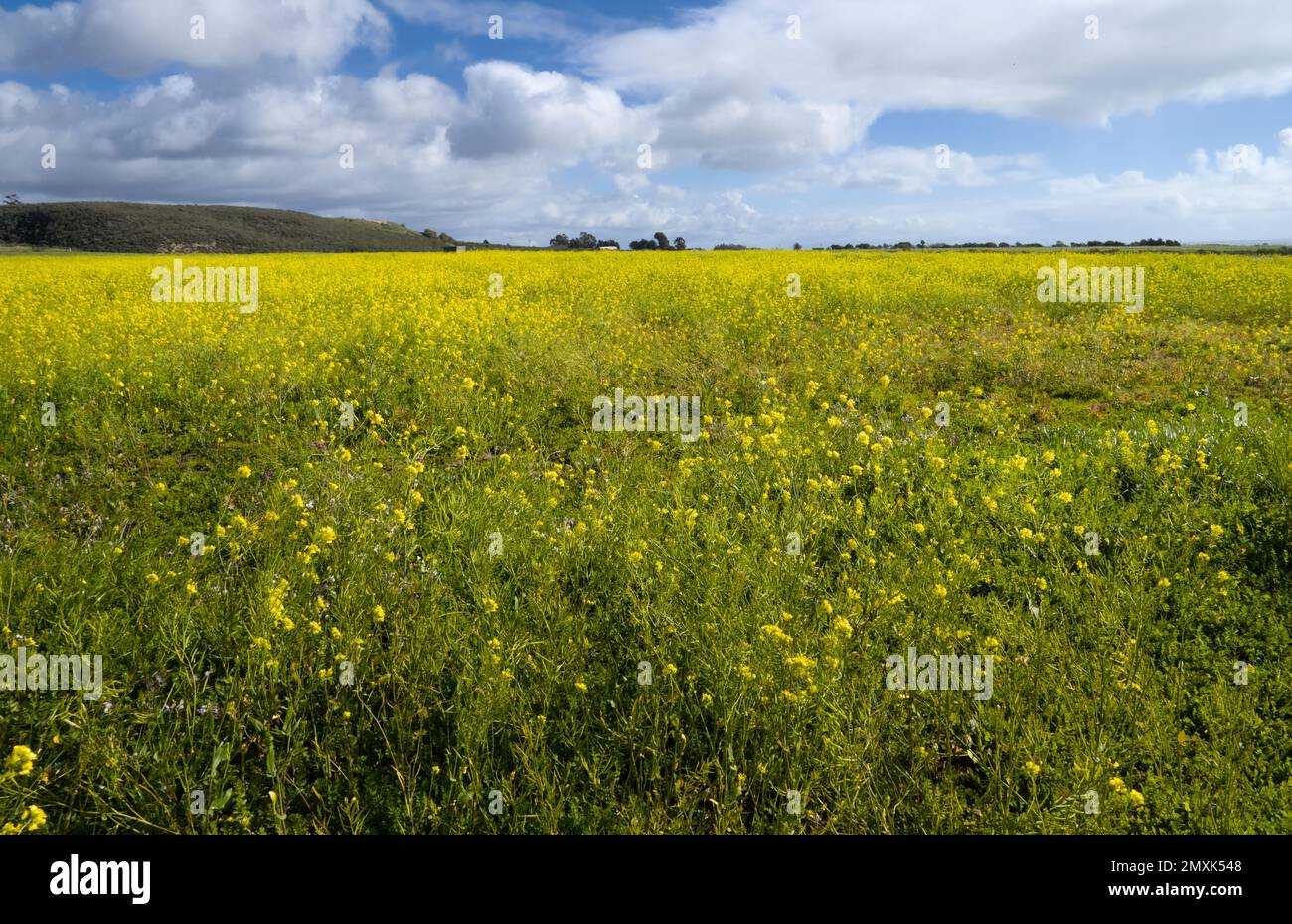 Yellow flower field with hills in the distance and white clouds ...
