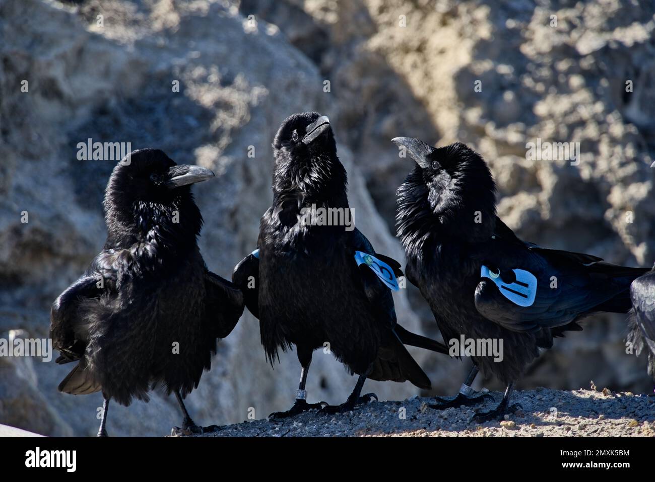Three ravens with blue tags with rocky background Stock Photo - Alamy