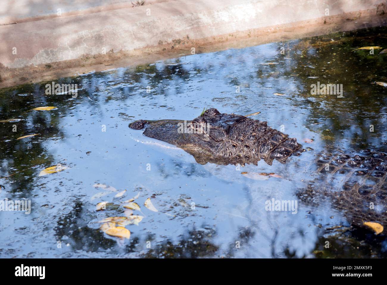 the alligator is submerged in the water Stock Photo - Alamy