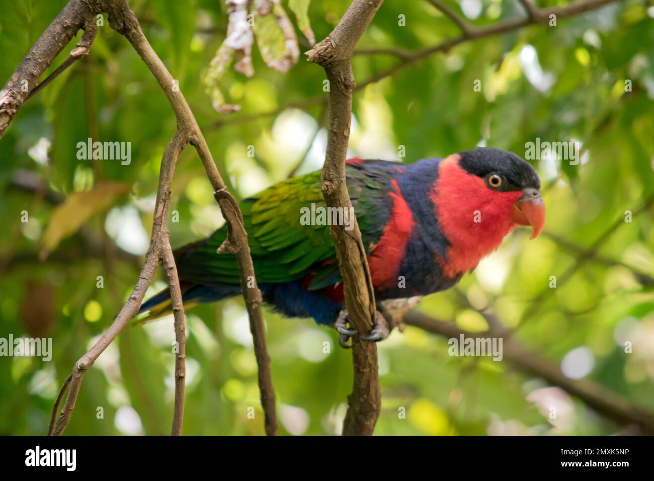 the black capped lory has green wings the top of its head is black the ...