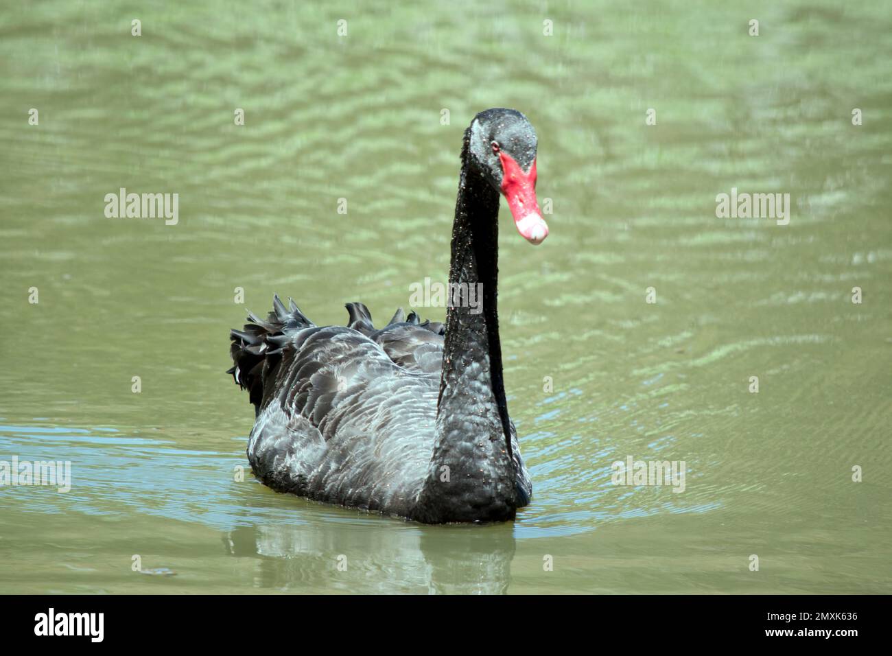 the black swan is an all black waterbird with a red bill with a white ...