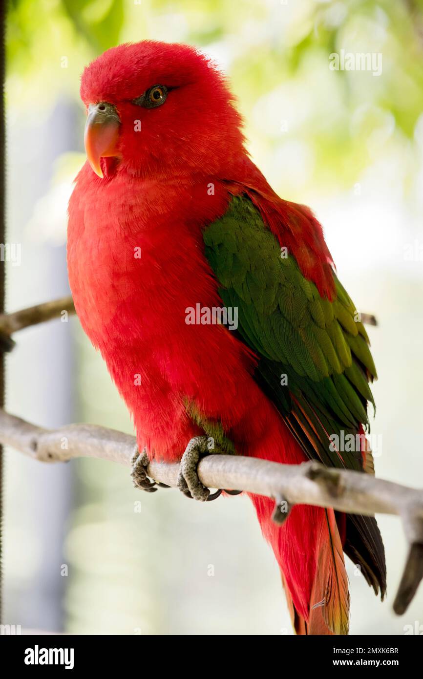 the chatting lory has a red body and green wings Stock Photo - Alamy