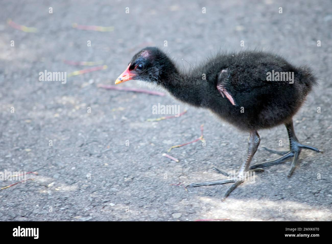 the dusky moorhen chick is all grey with the beak is orange and yellow ...