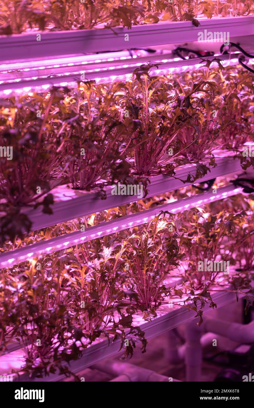 Smart hydroponic farming system in hi-res stock photography and images ...