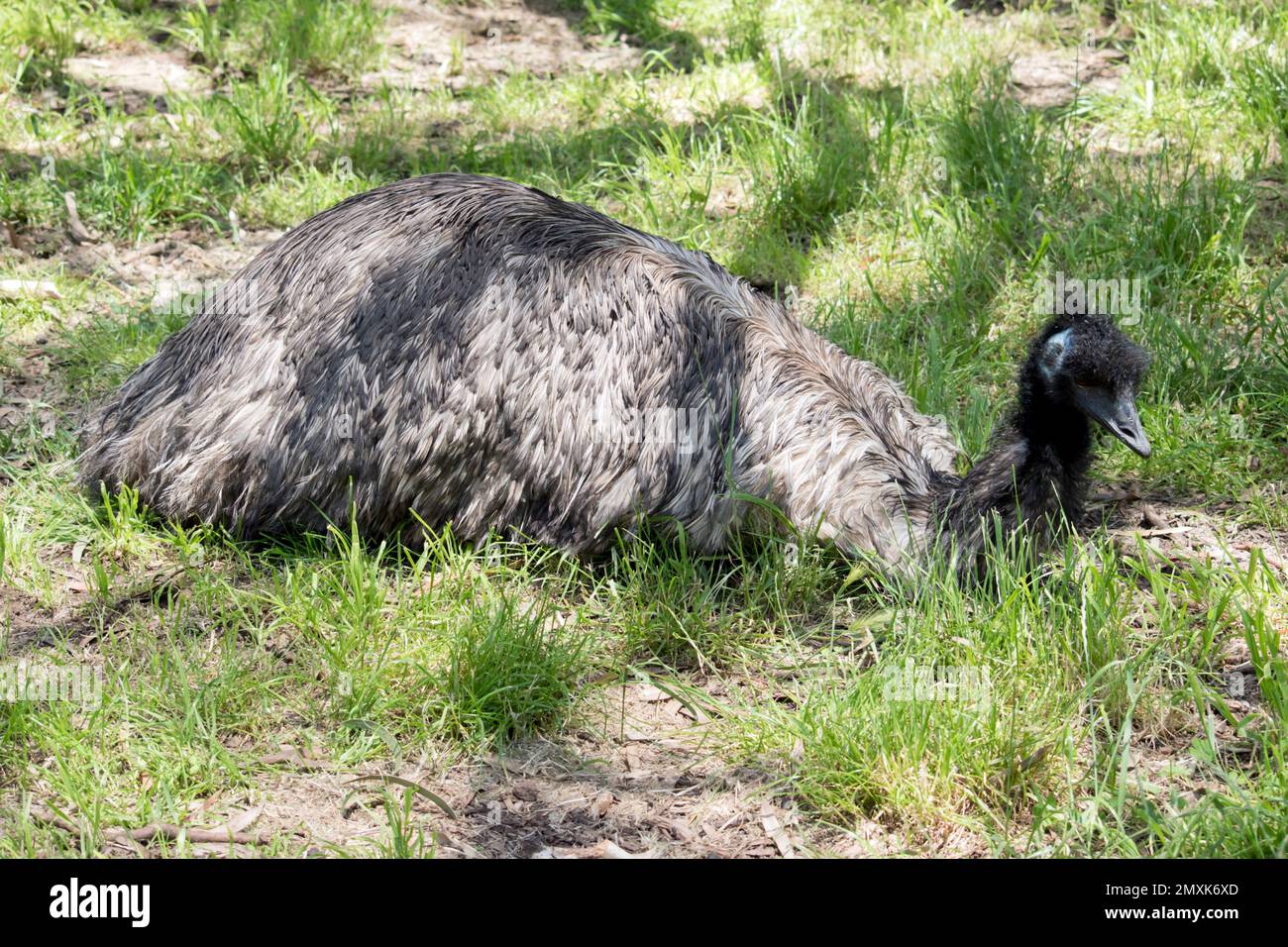 The australian emu is covered in primitive feathers that are dusky ...