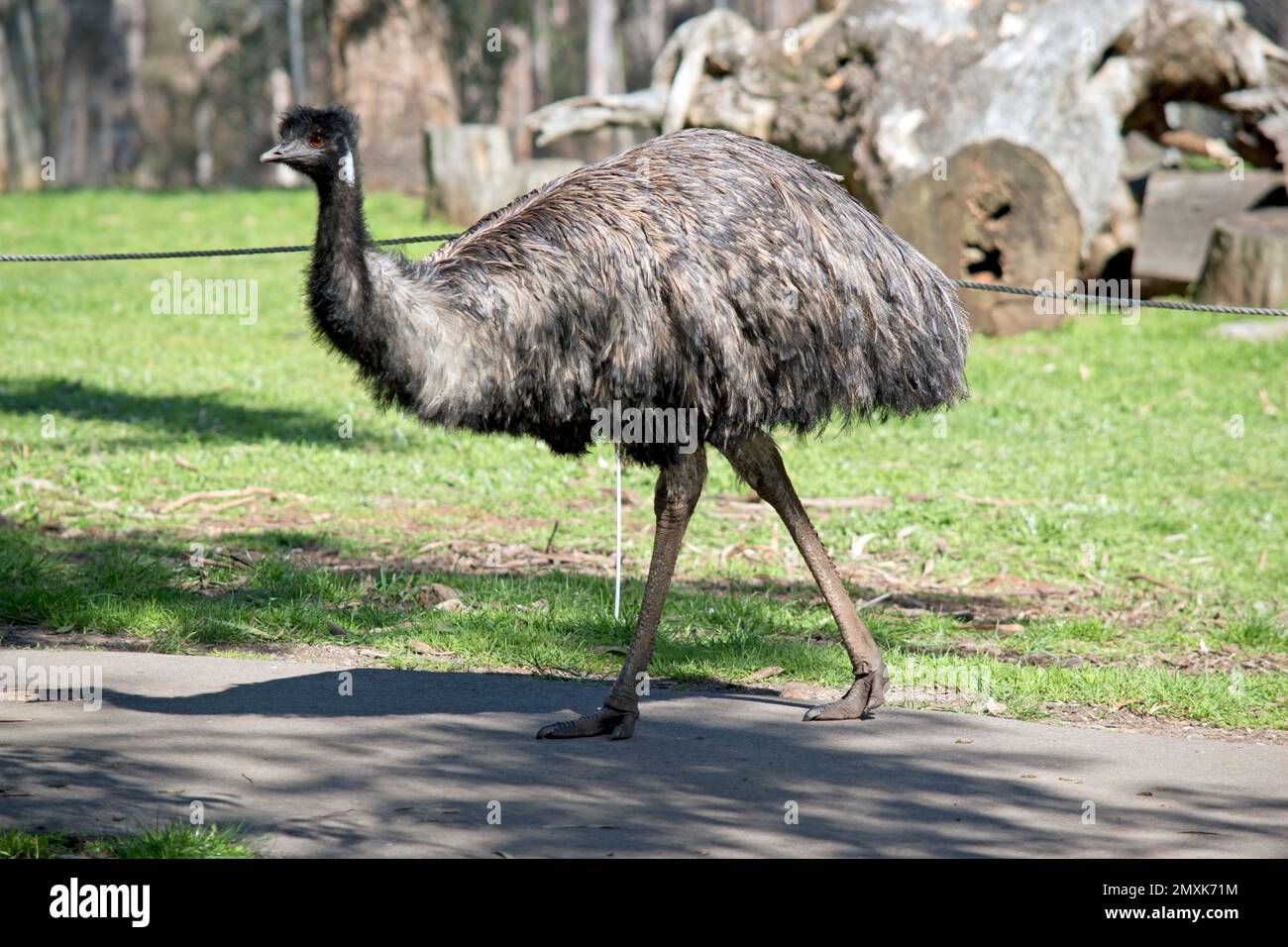 the emu is the tallest bird in Australia it can not fly Stock Photo - Alamy