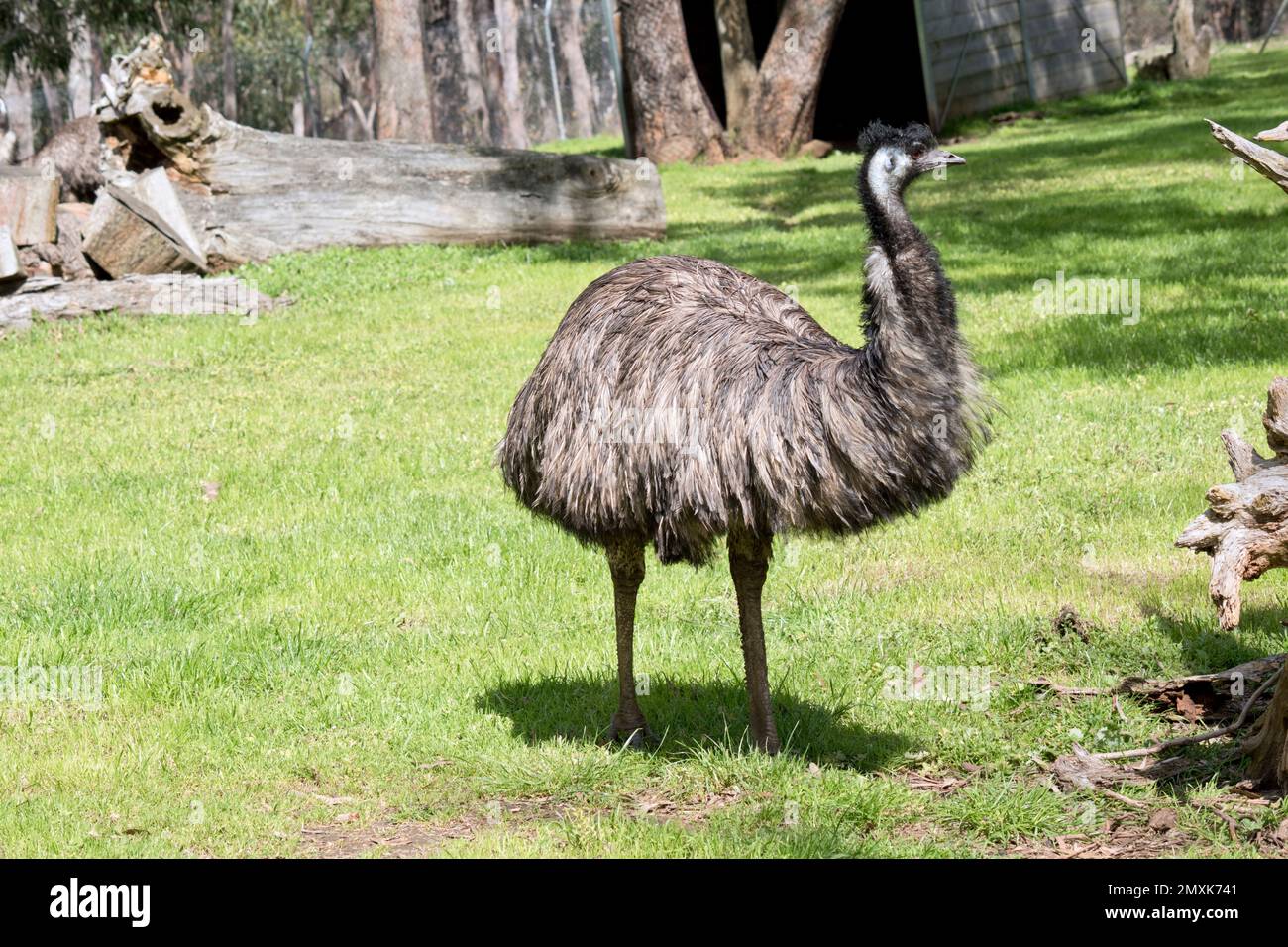 the emu covered in primitive feathers that are dusky brown to grey ...
