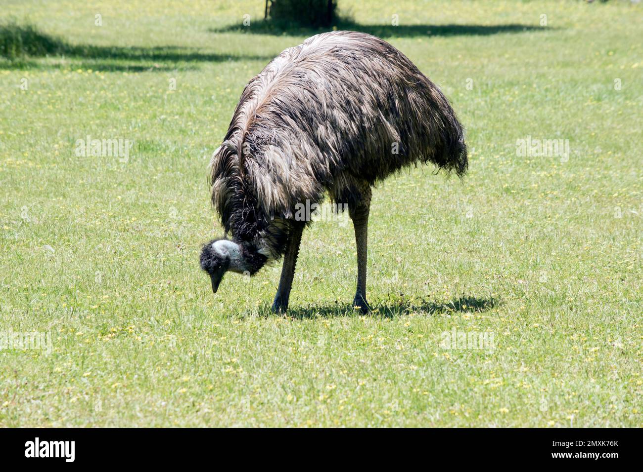The australian emu is covered in primitive feathers that are dusky ...