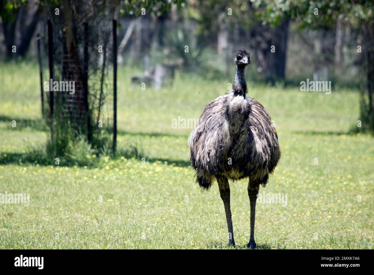 The australian emu is covered in primitive feathers that are dusky ...