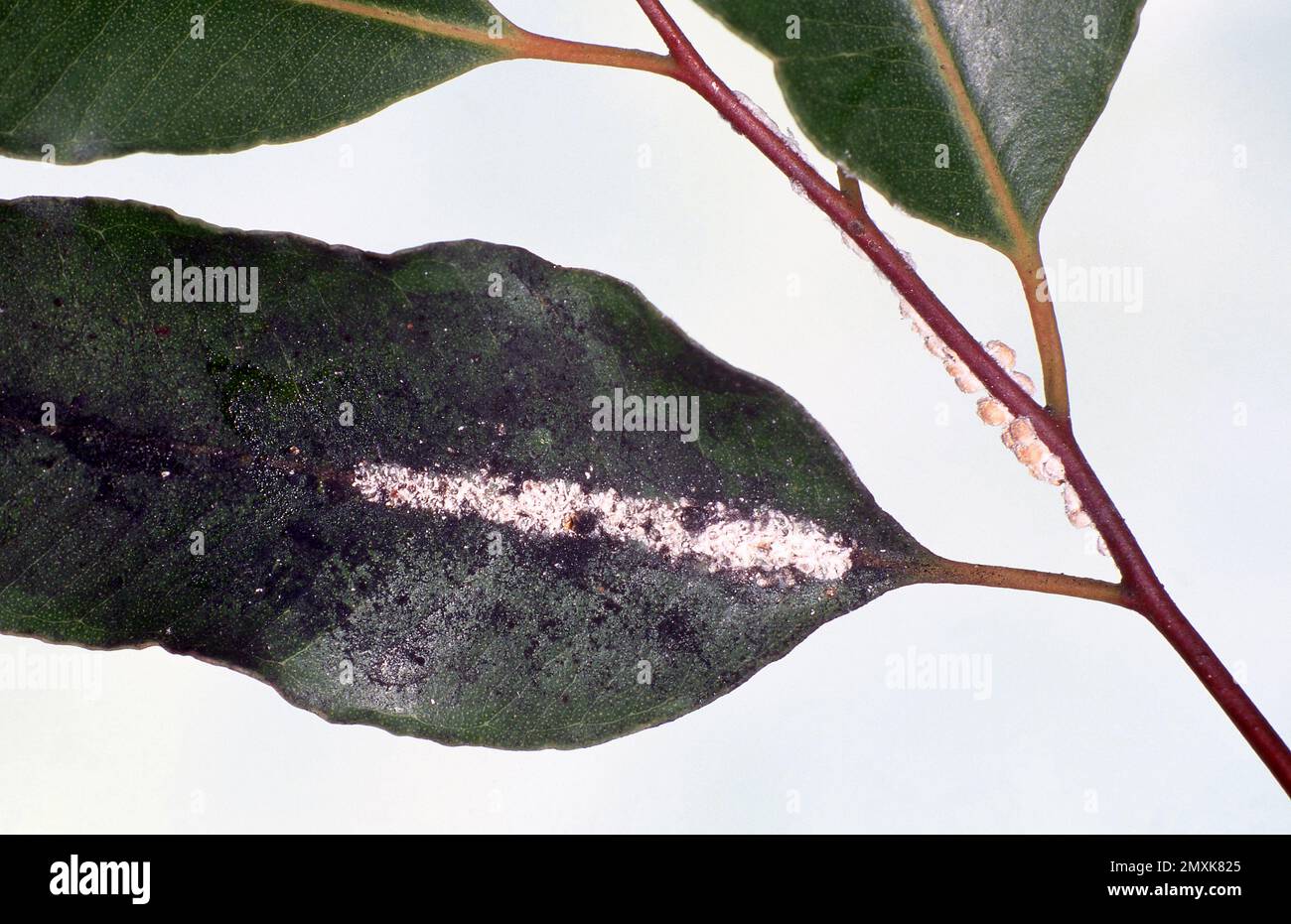 Scale insect pest hi-res stock photography and images - Alamy