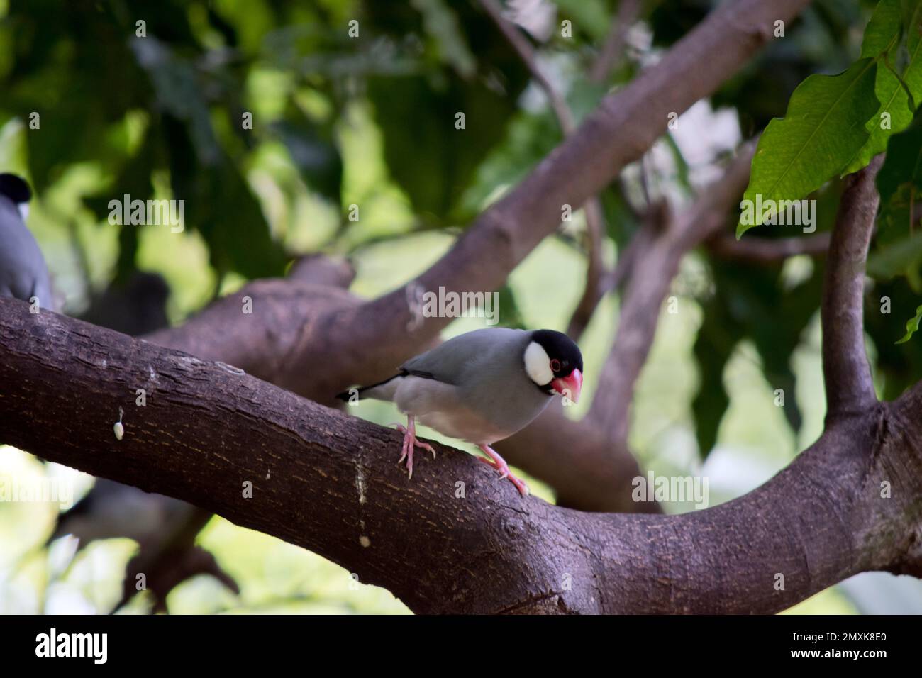 the java sparrow has a black head white cheeks red beak and grey wings ...