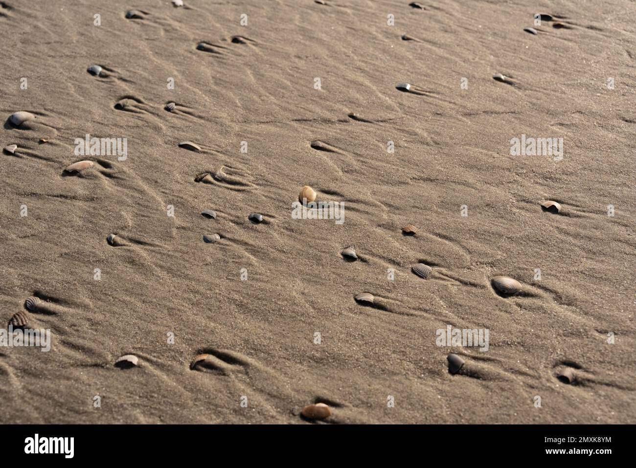 Mussels on the sandy beach at low tide, Lower Saxony Wadden Sea, North ...