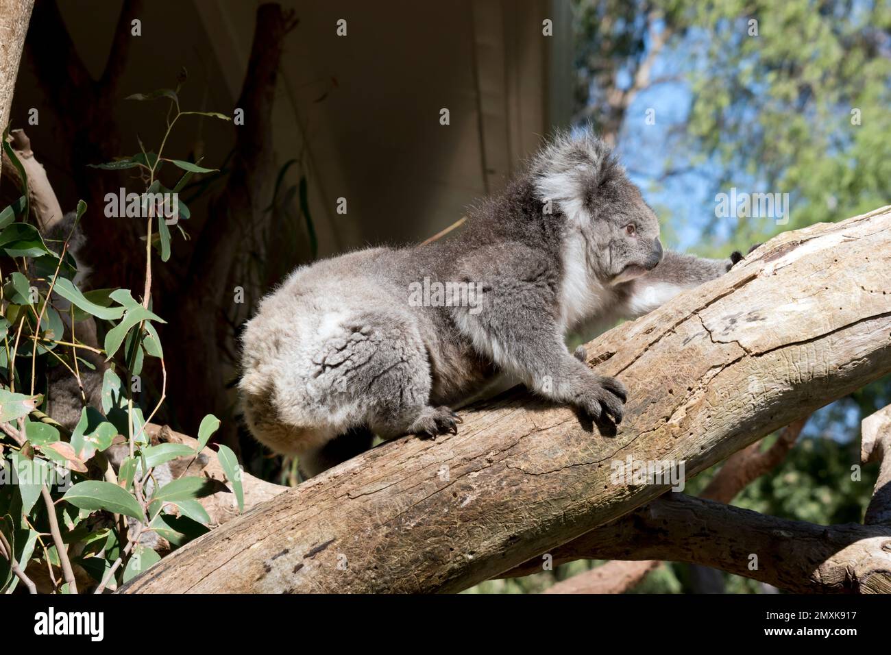 the koala is climbing up a eucalyptus tree Stock Photo - Alamy