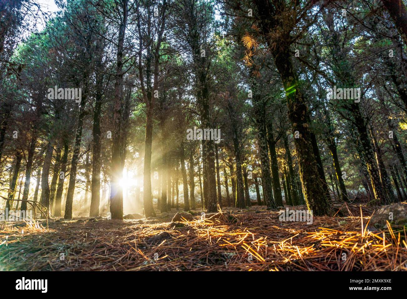 Beautiful sun rays lightening trees covered with moss in the foggy ...