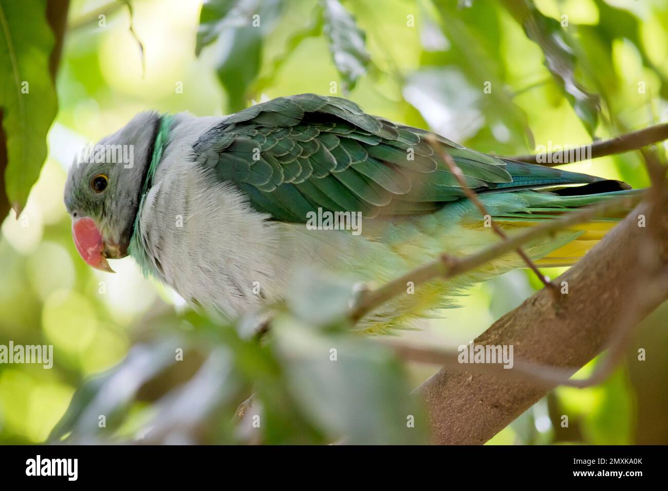 Malabar parakeet hi-res stock photography and images - Alamy