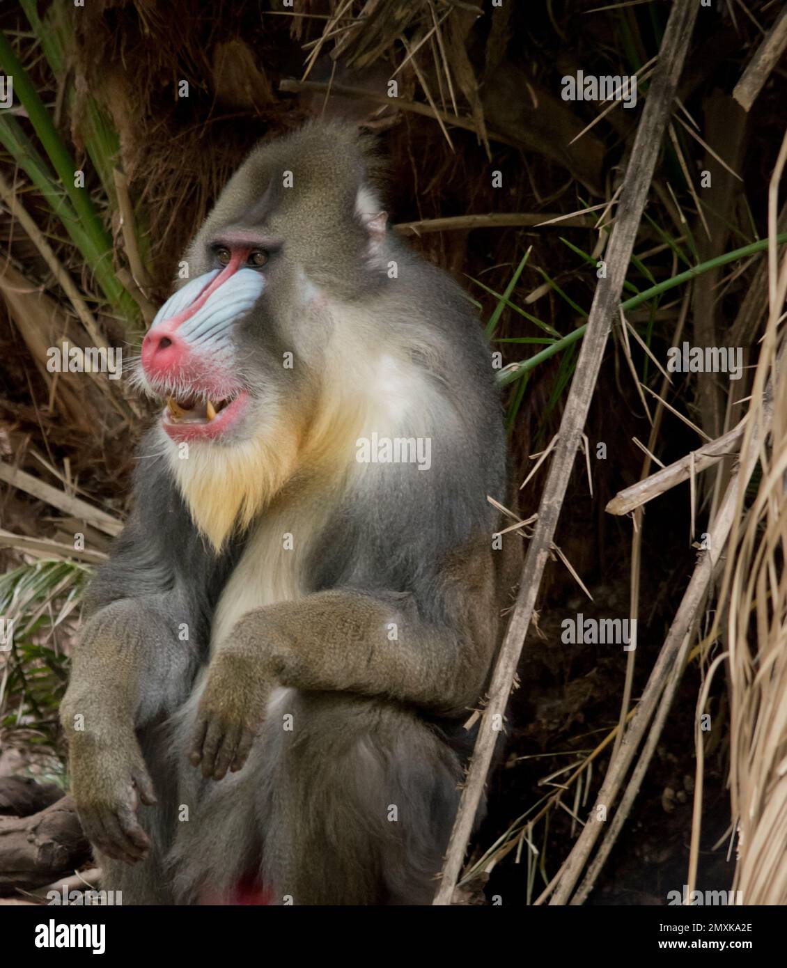 the male mandrill is sitting on the edge of a rock Stock Photo - Alamy