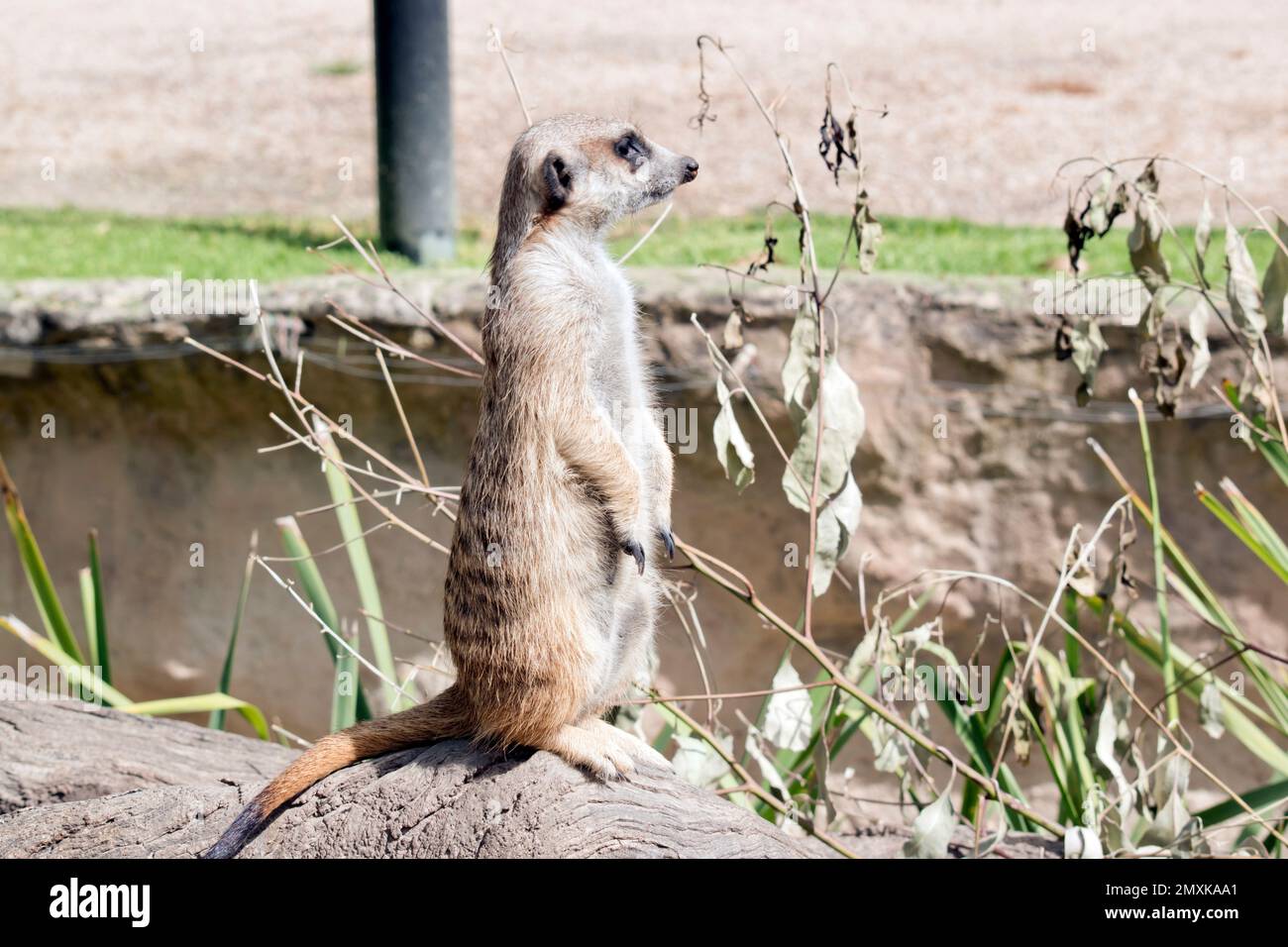 meerkats are extremely cute, with bushy, brown-striped fur, a small ...