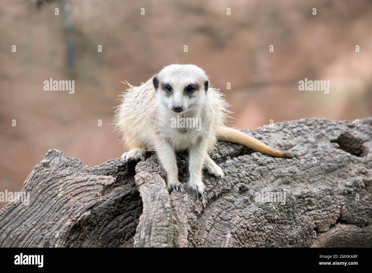 meerkats are extremely cute, with bushy, brown-striped fur, a small ...