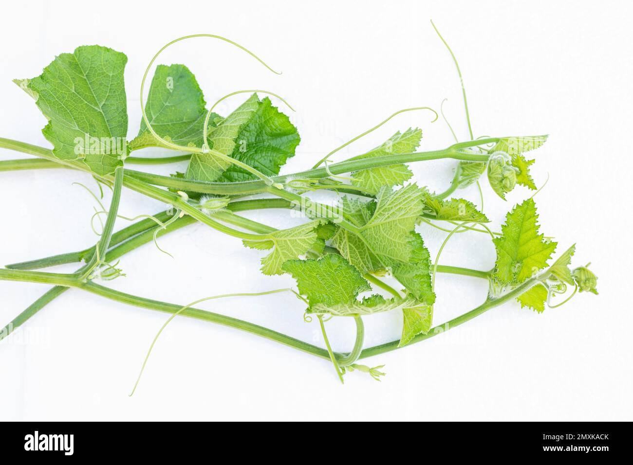 Pumpkin (Cucurbita) plants with tendril isolated on white Stock Photo ...