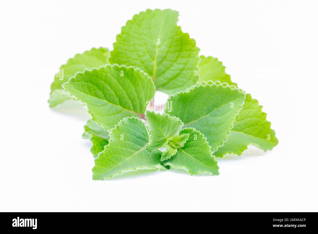 Panikoorka (Plectranthus Amboinicus) plant isolated on white background ...