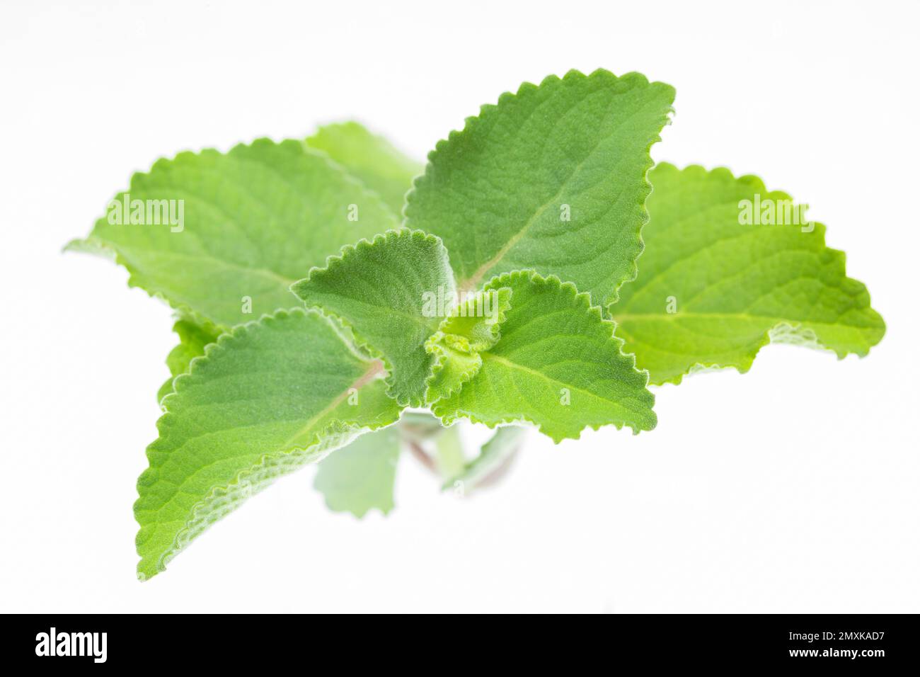 Panikoorka (Plectranthus Amboinicus) plant isolated on white background ...