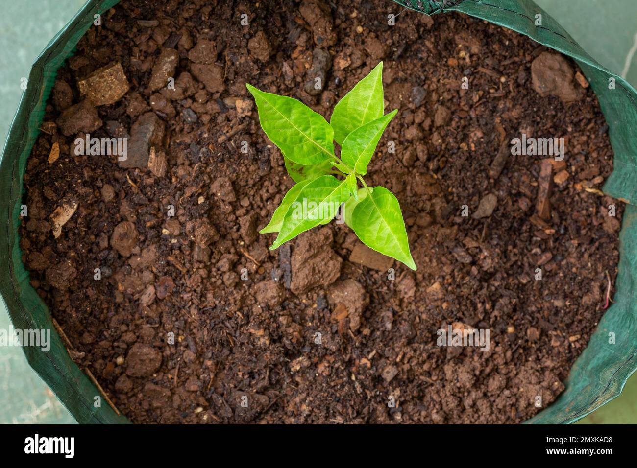 Birds eye chili (Capsicum frutescens) growing in grow bag Stock Photo ...