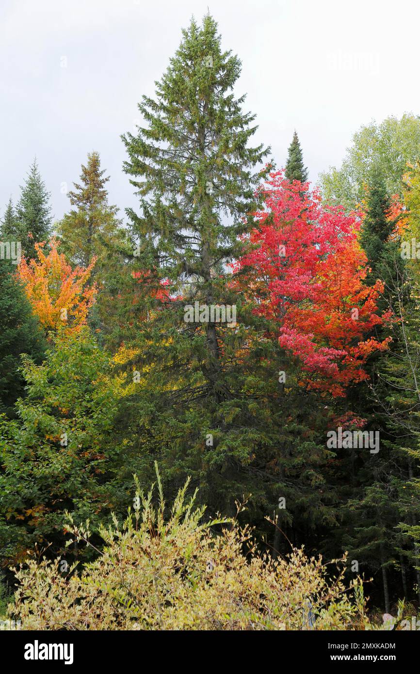 North quebec forest hi-res stock photography and images - Alamy