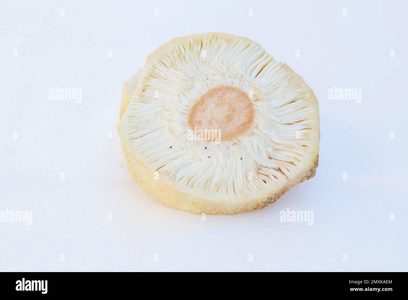 Macro photography of slice jackfruit (Artocarpus heterophyllus Stock ...